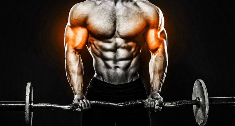 Anatomie Basics: Muskeln und Muskelaufbau